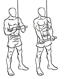 Triceps-Pushdowns - The Fitness Phantom