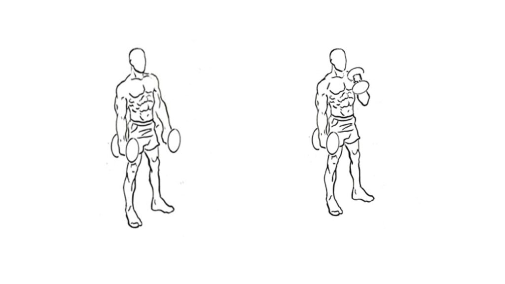 15 Best Dumbbell Bicep Exercises For Ultimate Growth