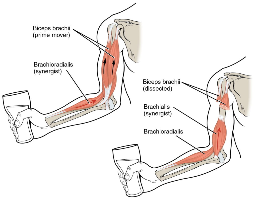 15 Best Dumbbell Bicep Exercises For Ultimate Growth