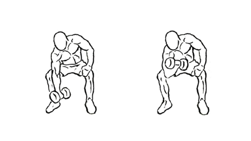 15 Best Dumbbell Bicep Exercises For Ultimate Growth