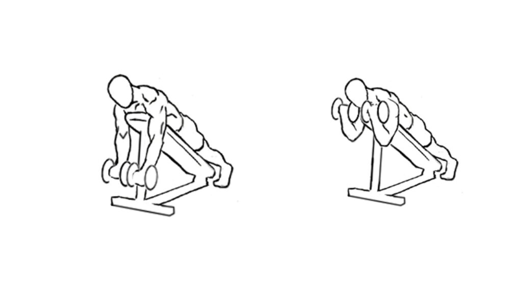 15 Best Dumbbell Bicep Exercises For Ultimate Growth