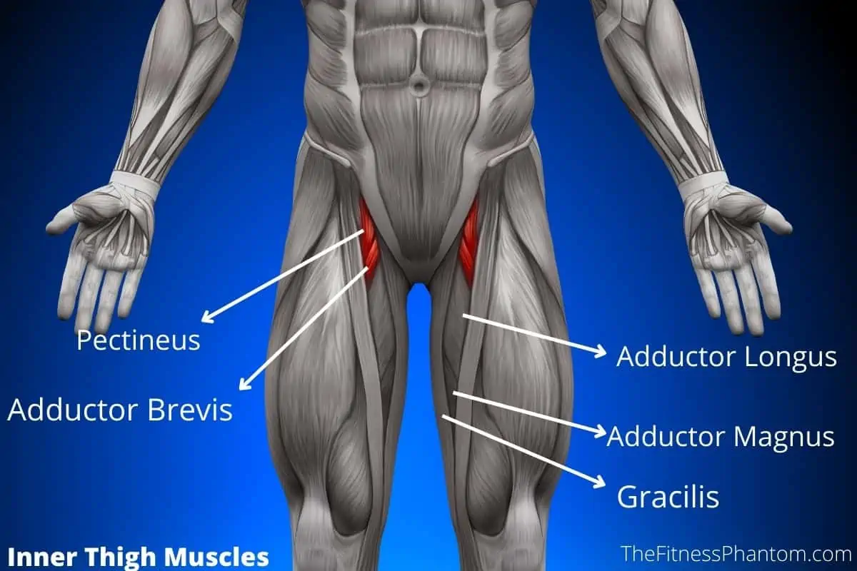 Inner Thigh Muscles